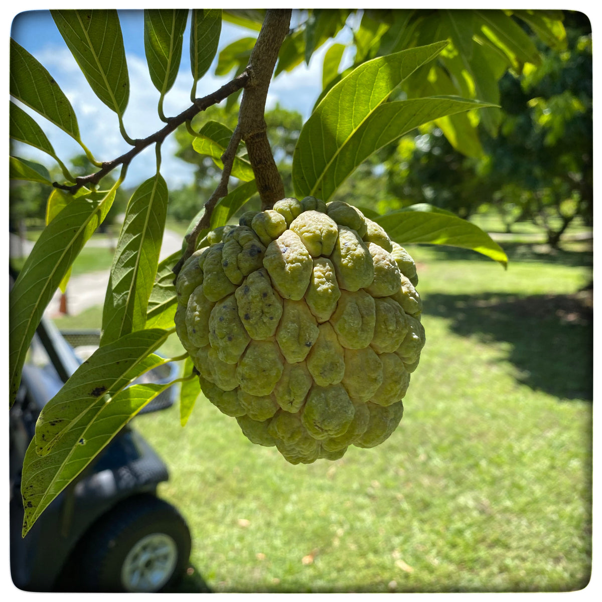 Sugar Apple – Naga Gardens