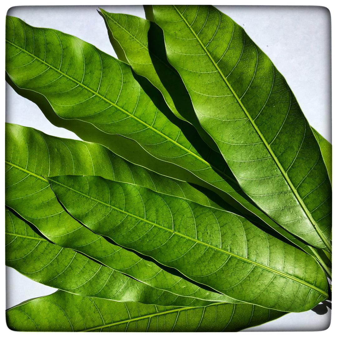 Herbs and Leaves — Naga Gardens