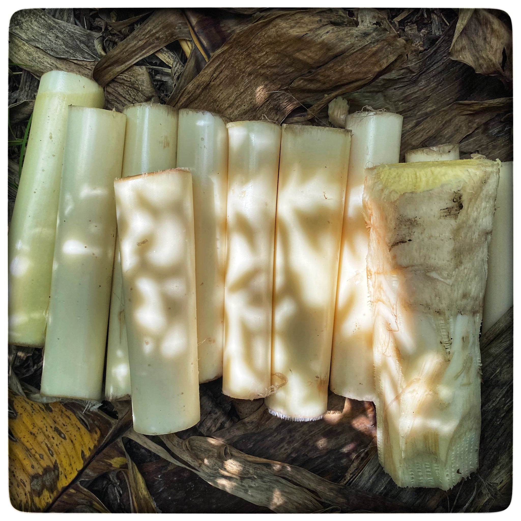 Exotic Items — Naga Gardens