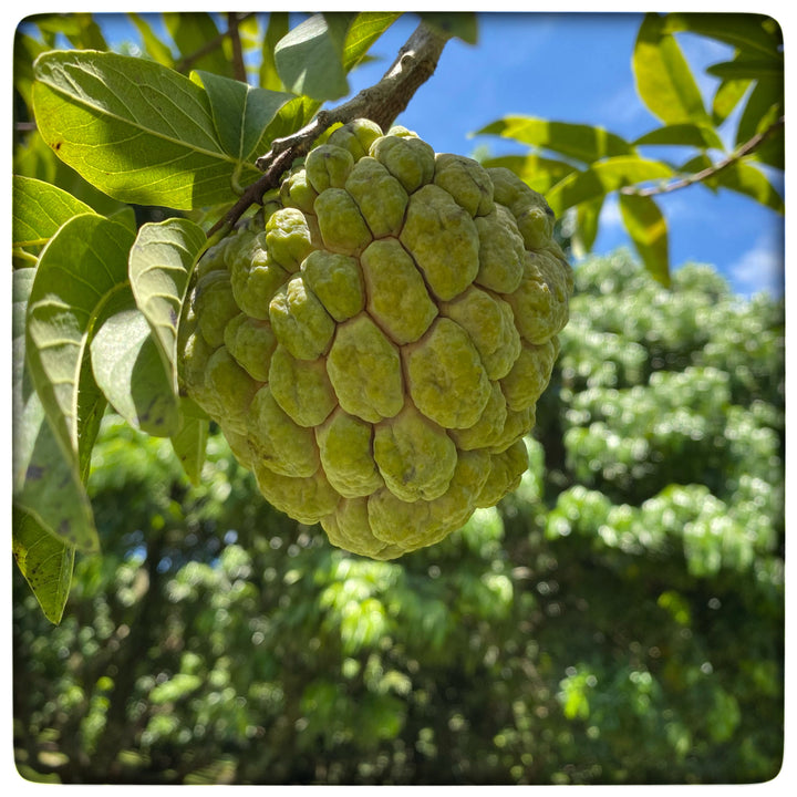 Exotic and tropical fruits — Naga Gardens